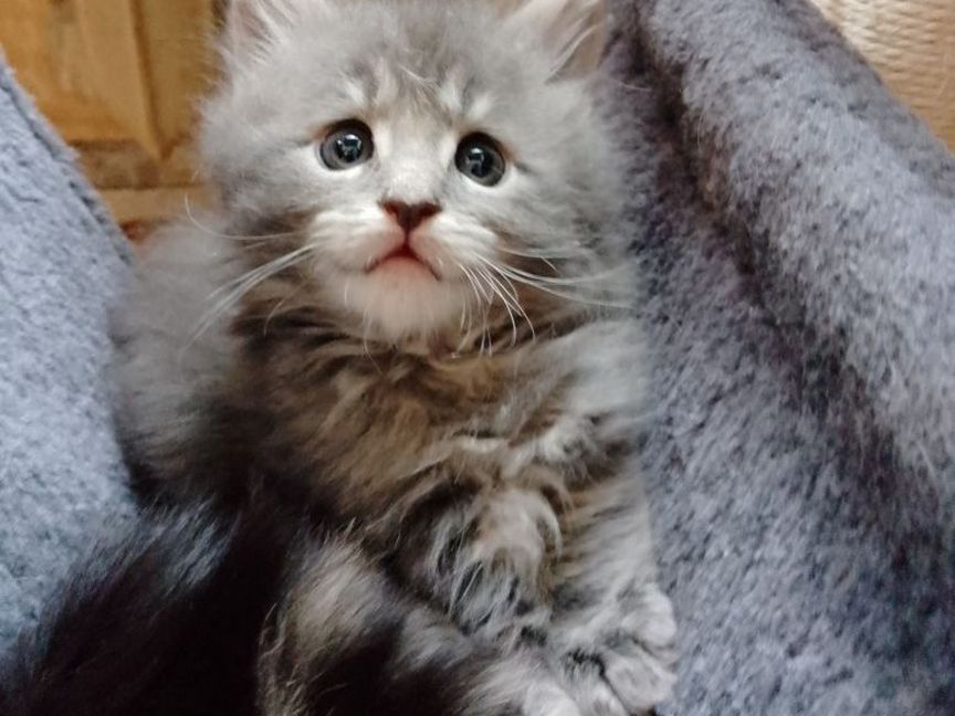 Котята мейн-кун мальчики