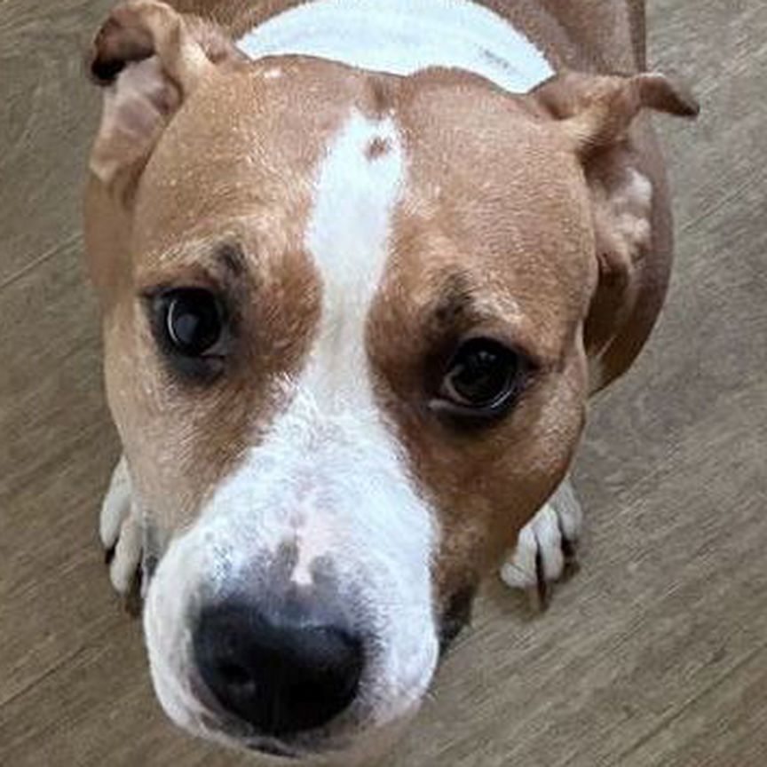 Американский стаффордширский терьер, взрослая собака