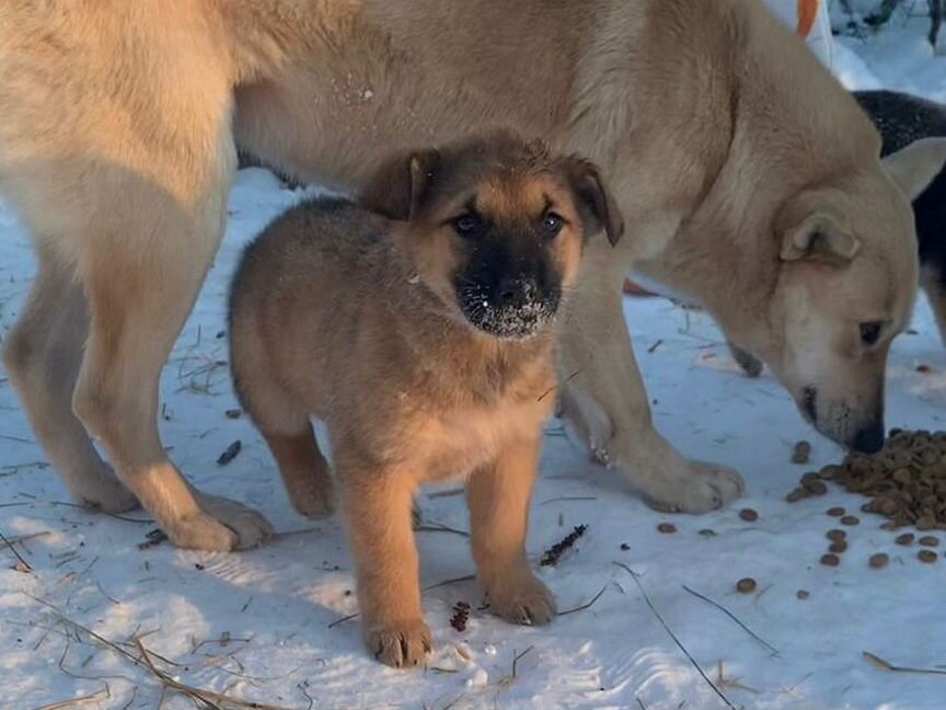 Самый лучший друг