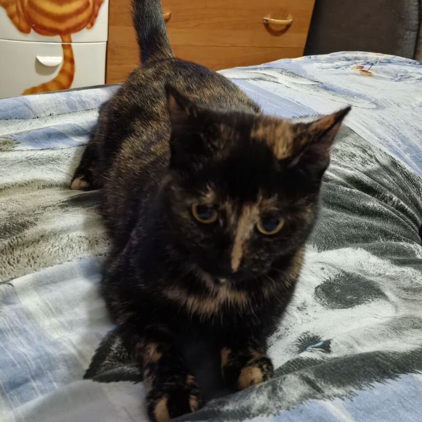 Взрослая кошка в добрые руки