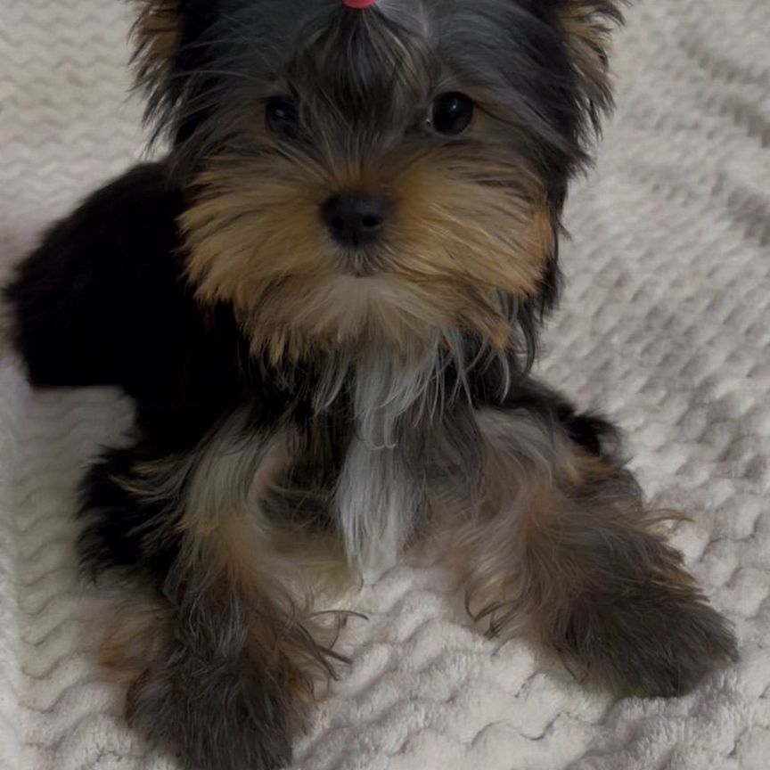 Йоркширский терьер девочки