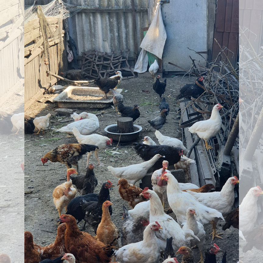 Куры несушки продам