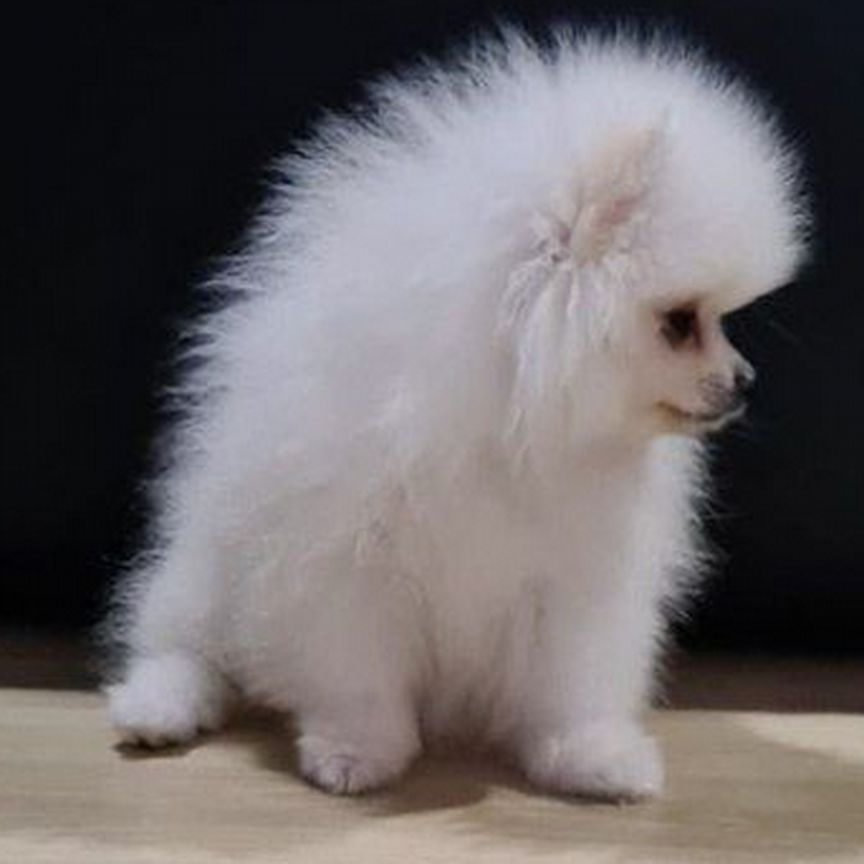 Померанский шпиц, щенок