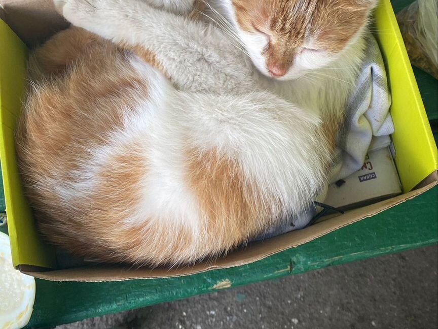 Кошечка в дар