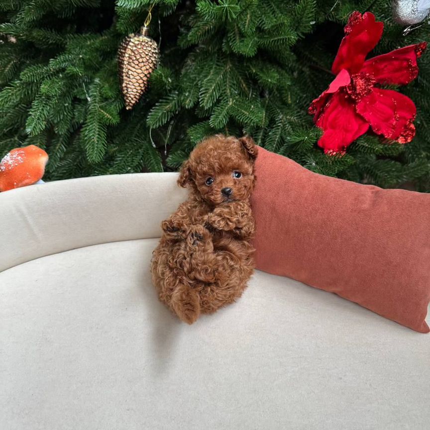 Той-пудель, щенок