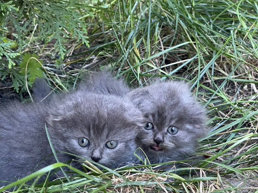 Шотландские вислоухие котята
