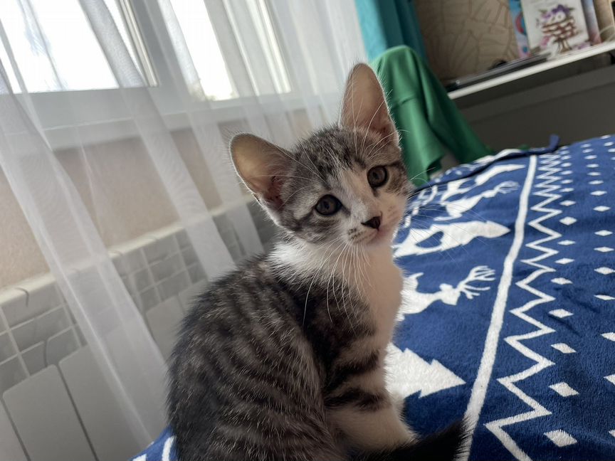 Котики бесплатно самара