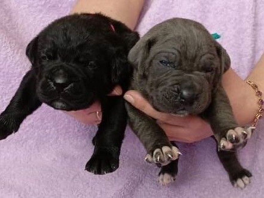 Щенки Кане Корсо