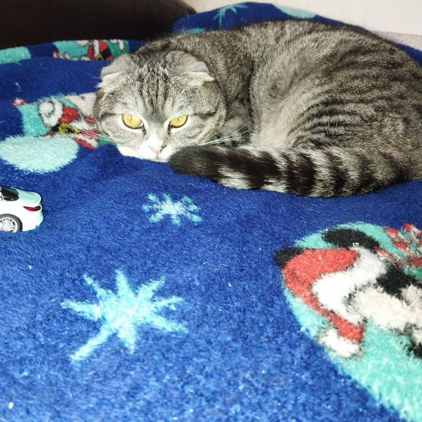 Шотландская вислоухая длинношёрстная, взрослая кошка