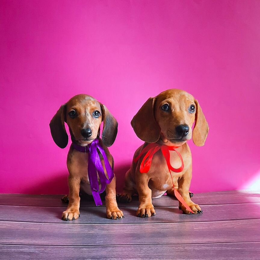 Мраморные таксы,мини и стандарт