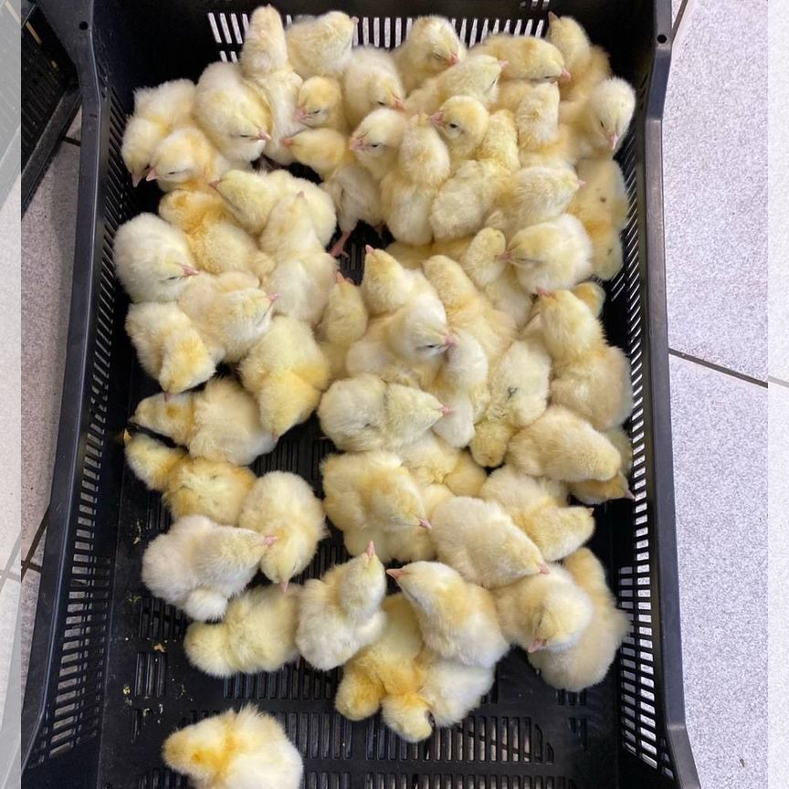 Цыплята суточные несушки от Ломан Браун