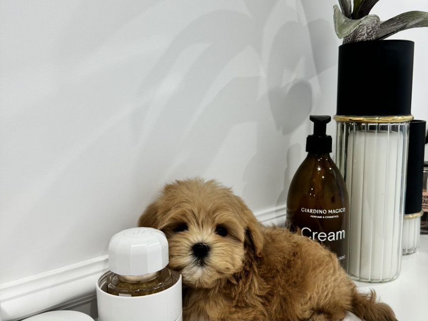 Мальтипу мини в корейском типе