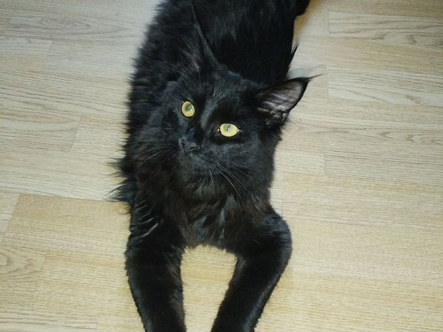 Домашние животные кошки