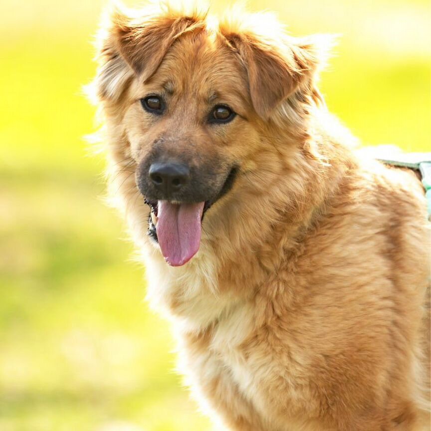 Кэсси ищет дом. Собака 1 год бесплатно