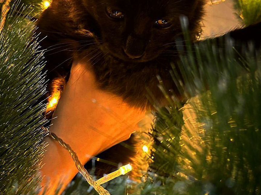 Кот для фотосессии