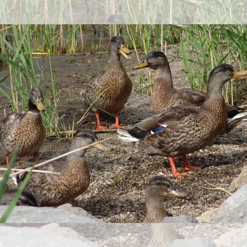 Подсадные утки