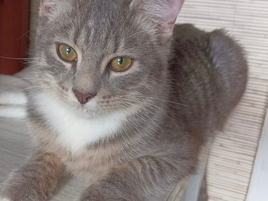 Котята