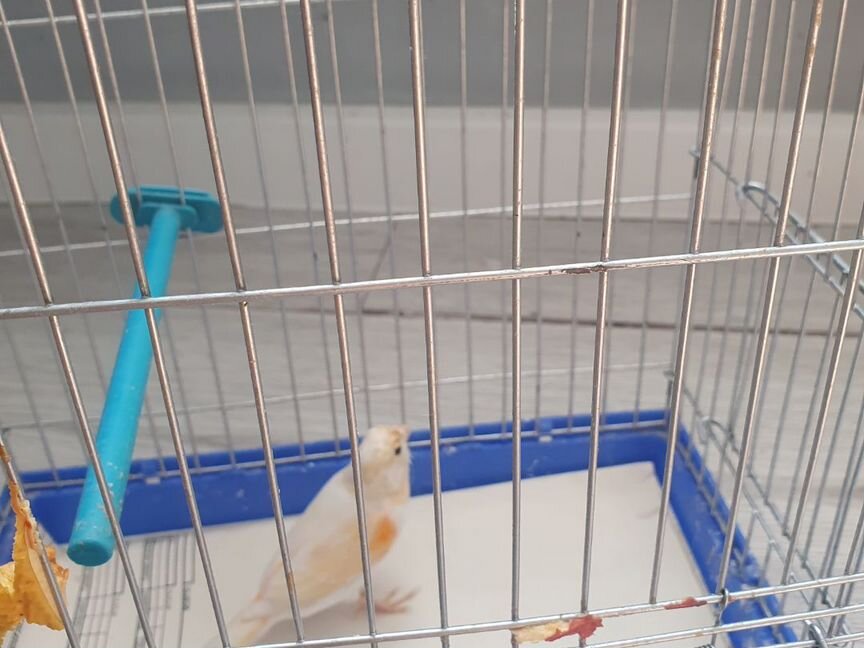 Молодой кенар