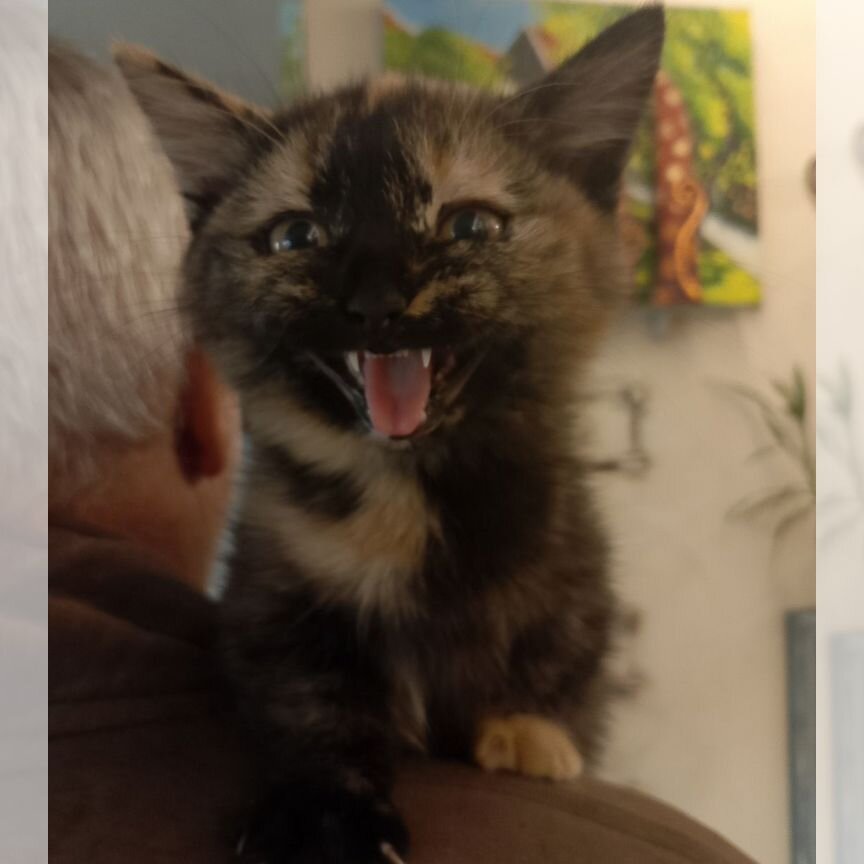 Котенок Манчкин, девочка