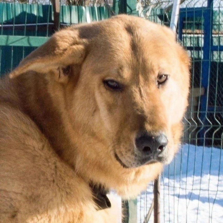 Собака в добрые руки