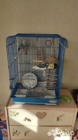 Попугаи,карела и волнистый