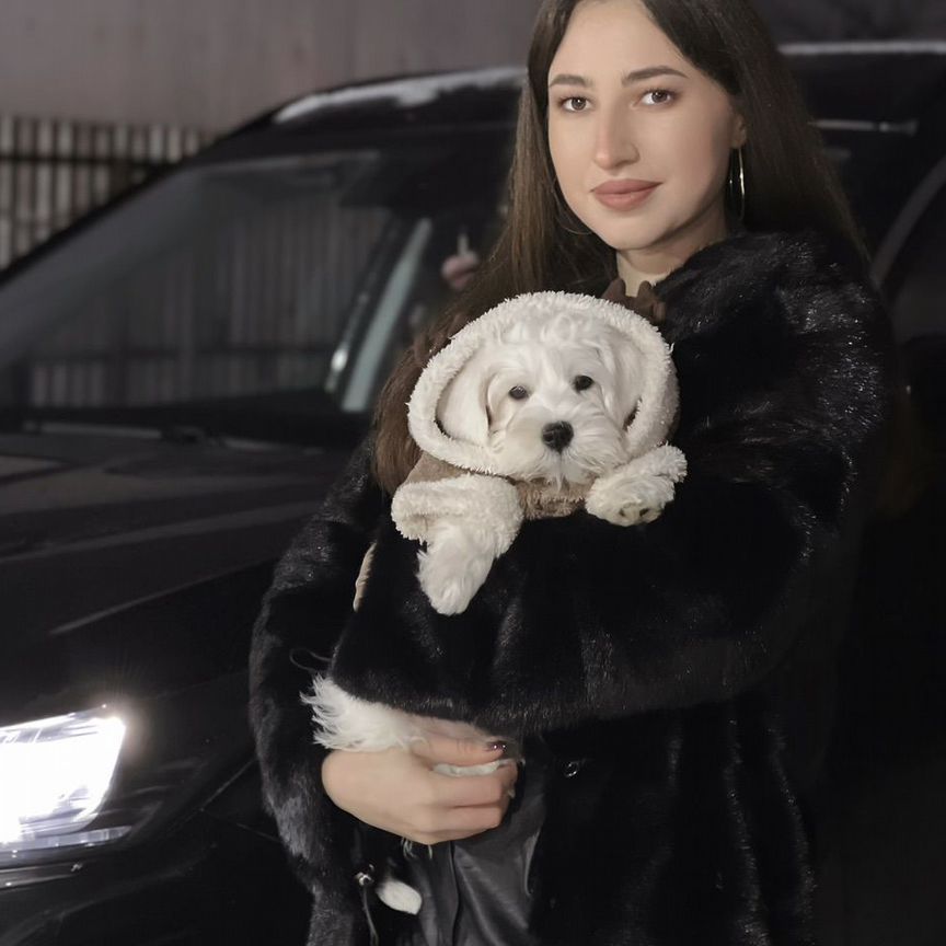 Цвергшнауцер, щенок