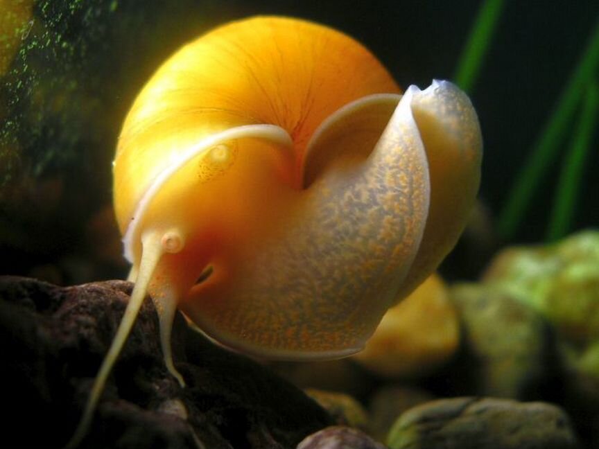 Улитки ампулярии