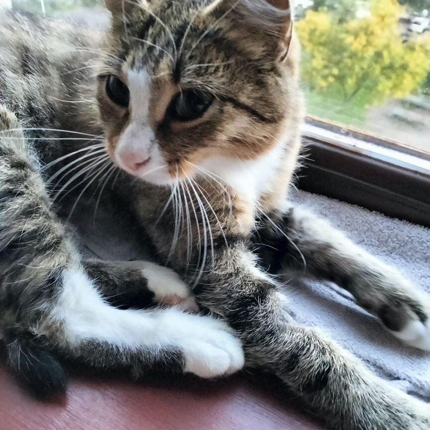 Кошки в добрые руки