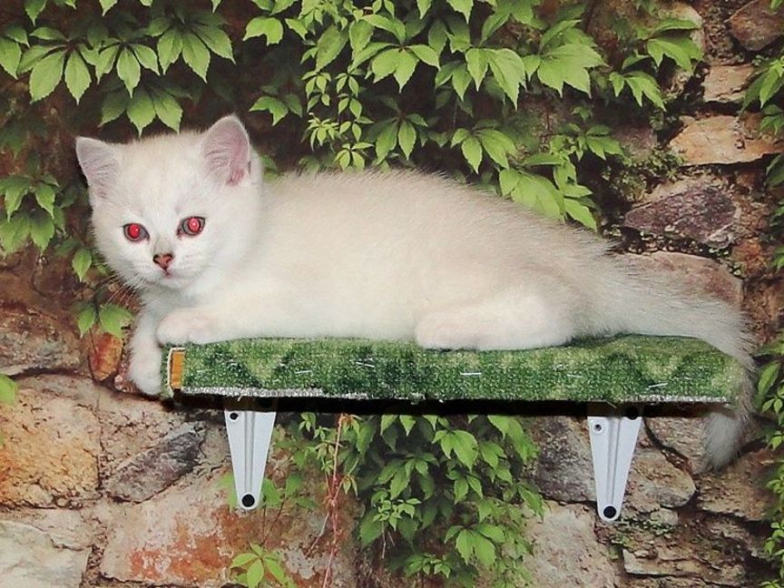 Шотландские вислоухие котята