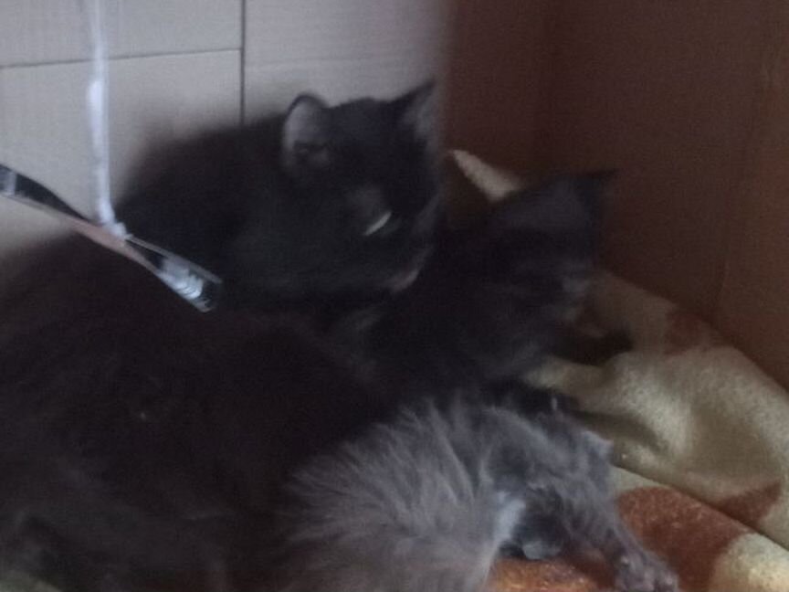 Котята в добрые руки бесплатно