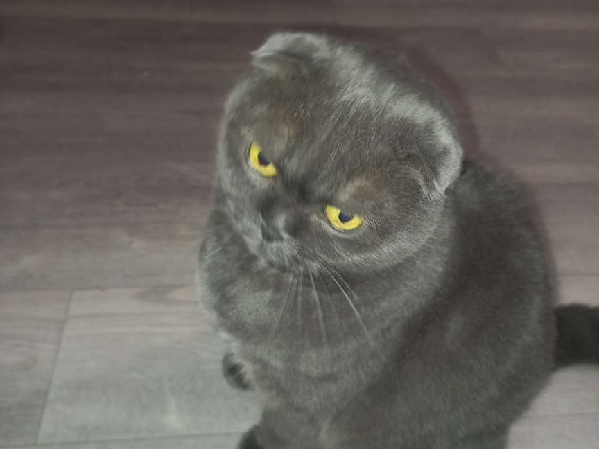 В очень добрые руки шотландская леди