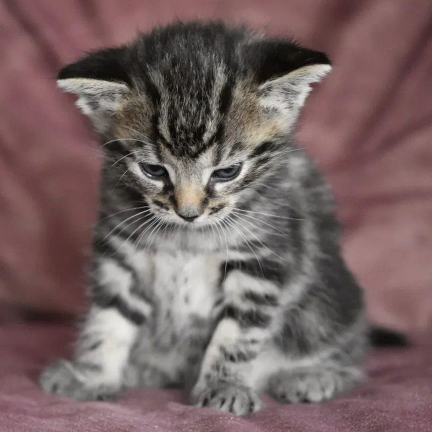 Ангельский ребенок маленький котенок