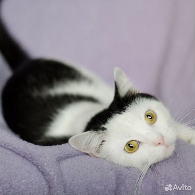 Очень несчастный кот ищет дом