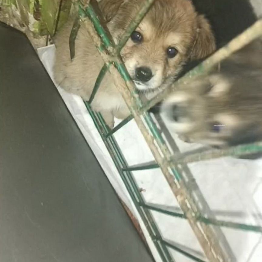 Щенок в добрые руки бесплатно