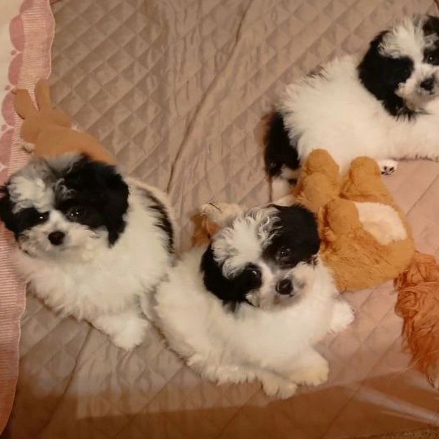 Бишон фризе, щенок