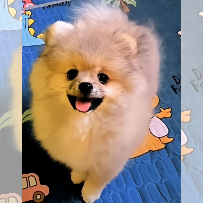 Померанский шпиц, щенок