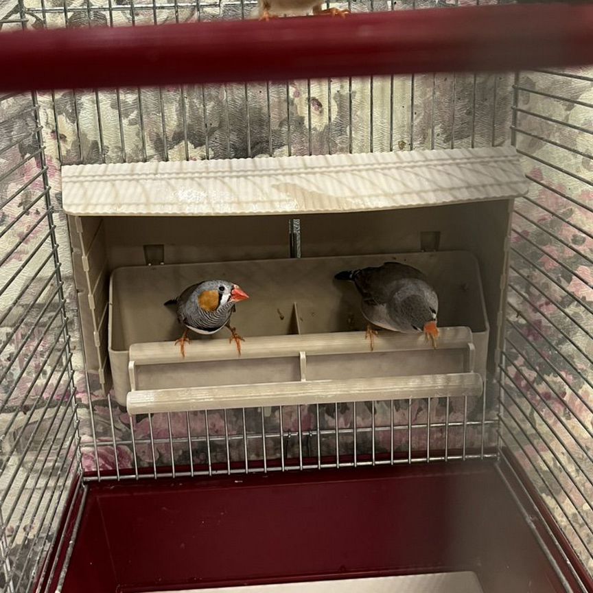 Зебровые амадины с клеткой