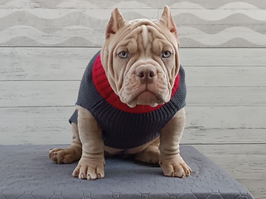 Американский булли щенки