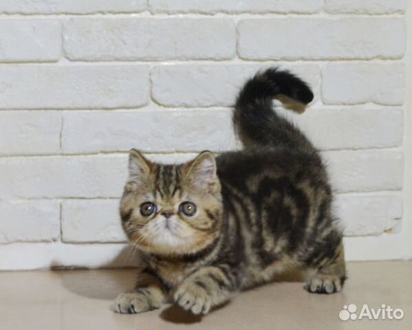 Плюшевый медвежонок