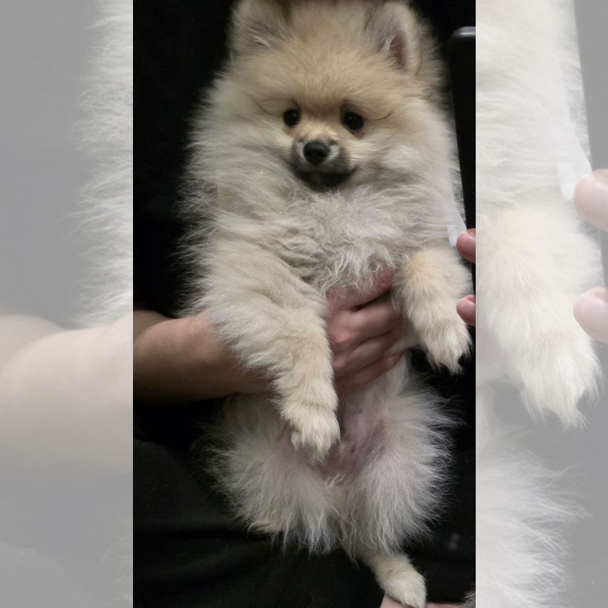 Померанский шпиц, щенок
