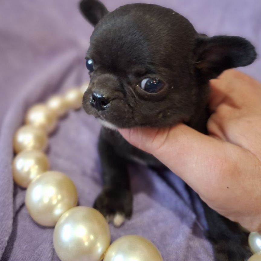 Чихуахуа, щенок