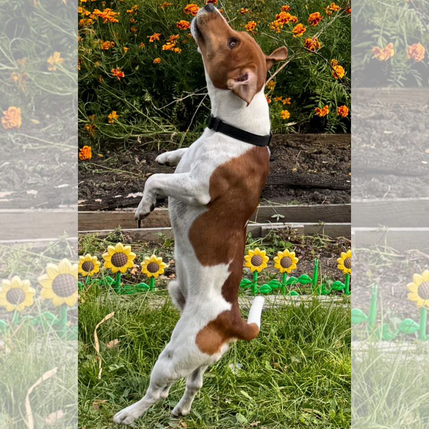 Ищем прекрасную леди для романтической встречи