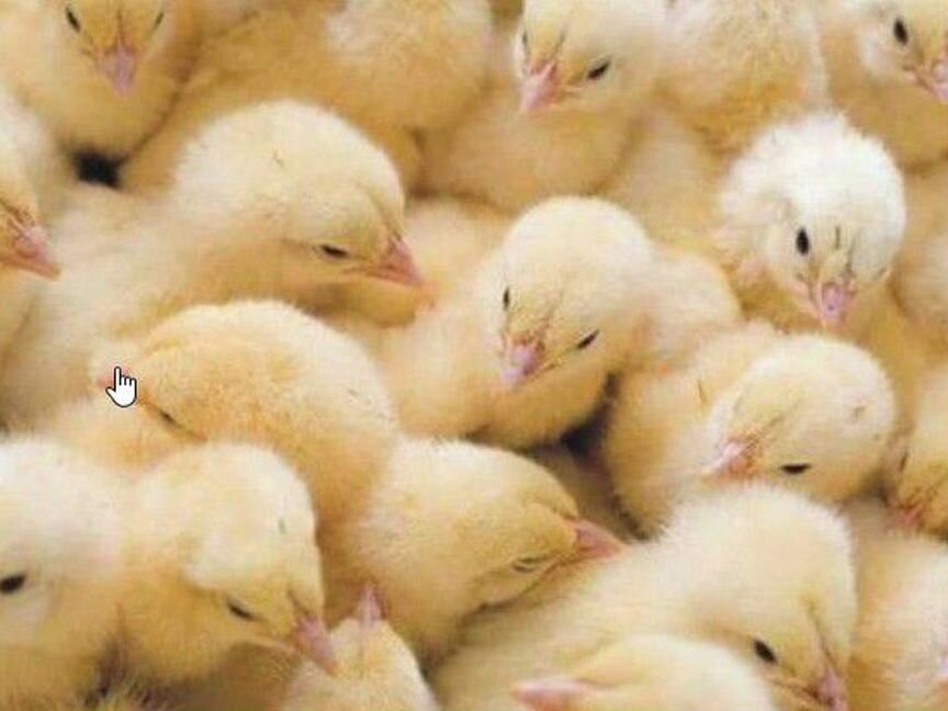 Суточные цыплята шоковой заморозки