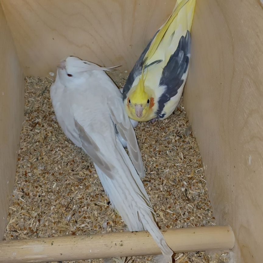 Продам готовую пару корелл