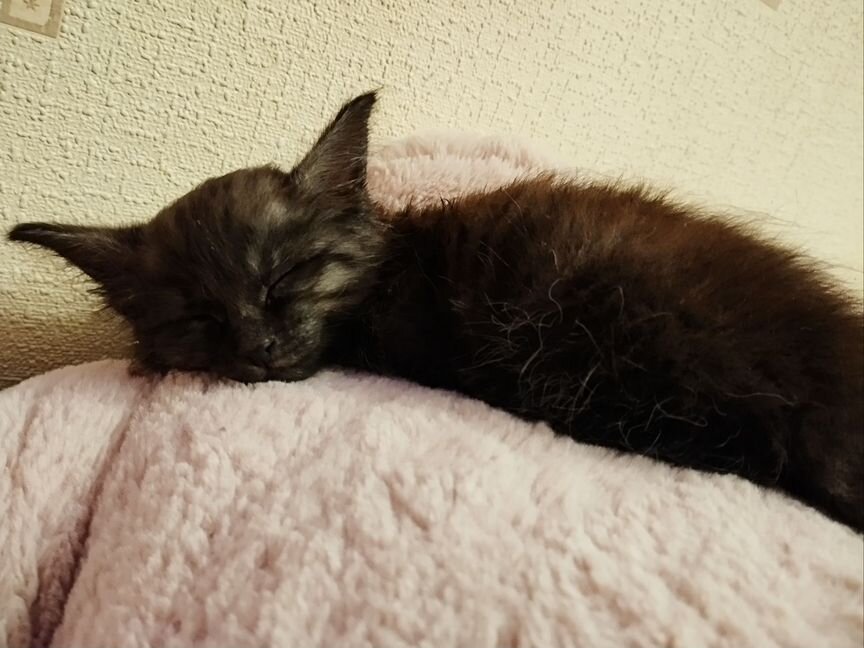 Котята метисы