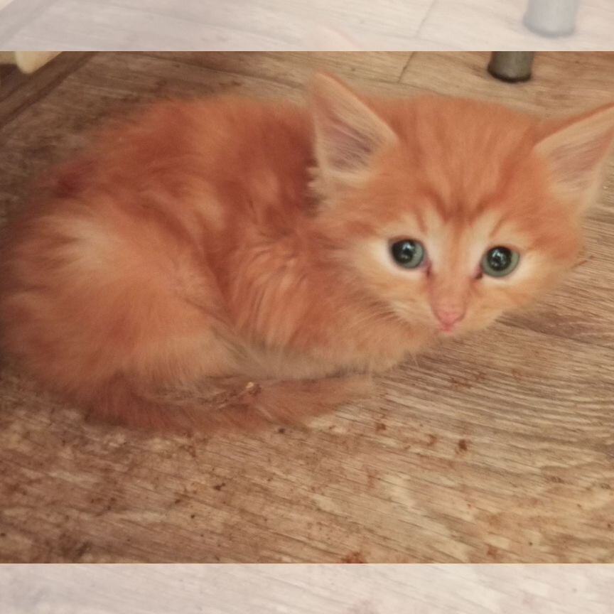 Котёнок в добрые руки