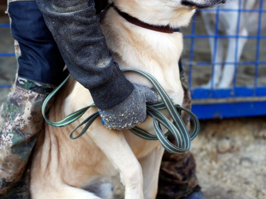 Растеряный и бездомный