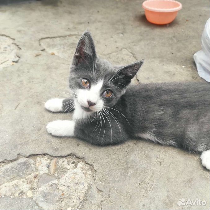 Котёнок двухцветный