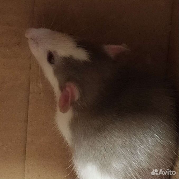 Декоративная крыса дамбо