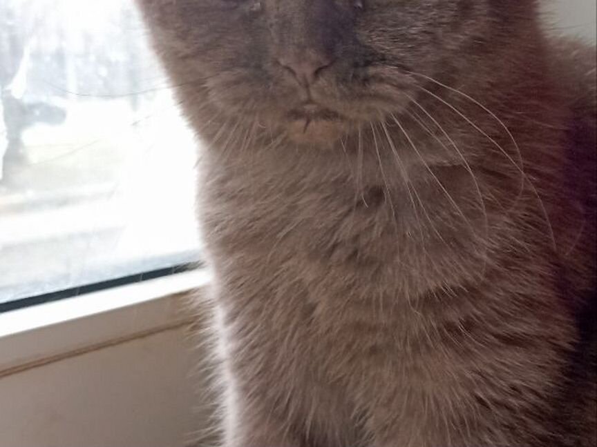 Шотландская